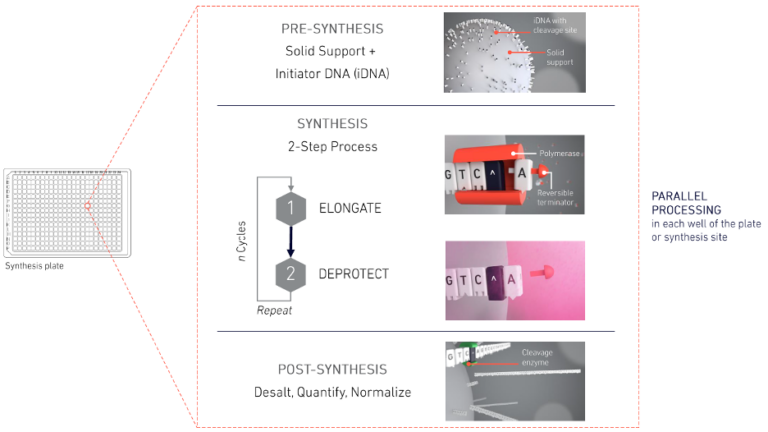 Enzymatic DNA Synthesis - The Future of DNA is Here | DNA Script Blog